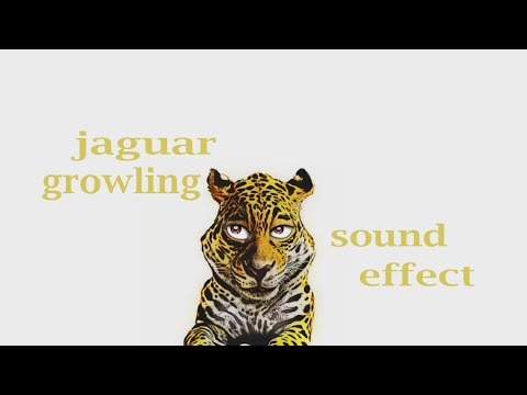 How A Jaguar Growling Sounds / Sound Effect / Animation - YouTube