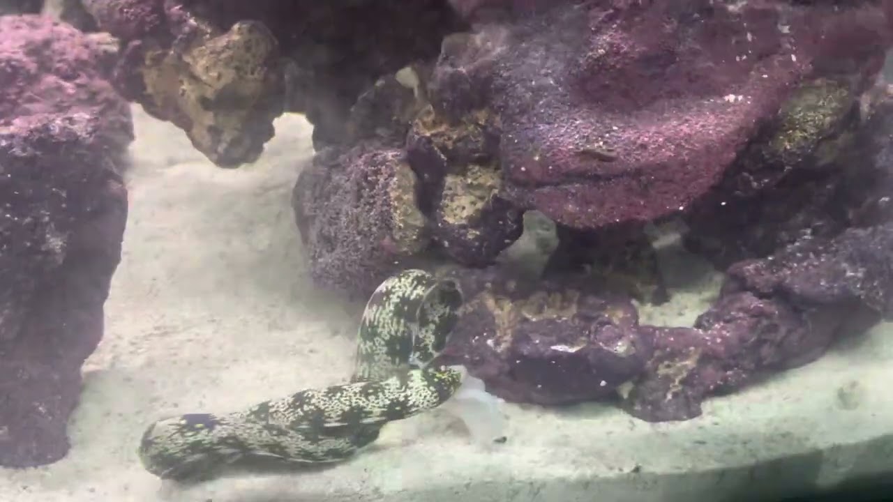 Eel tying itself into knots - YouTube