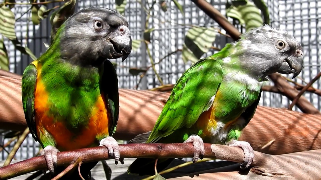 Senegal parrot 3yo pair - YouTube