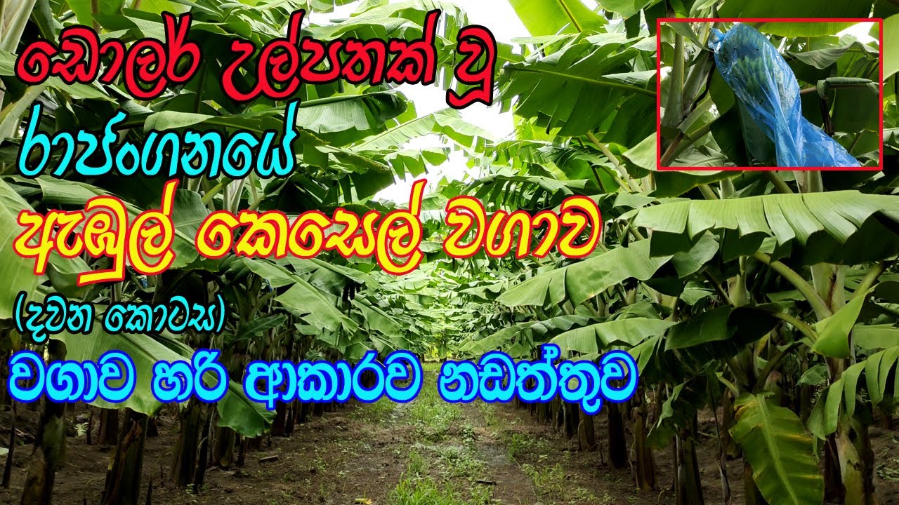 ඩොලර් මවන රාජන්ගනේ ඇඹුල් කෙසෙල් වගාව | Ambul Kesel Wagawa | Banana ...