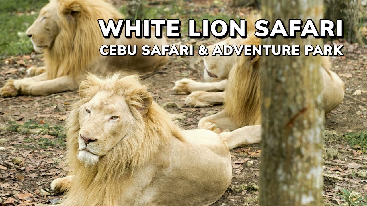 WHITE LION SAFARI | CEBU SAFARI AND ADVENTURE PARK I Lions from France ...