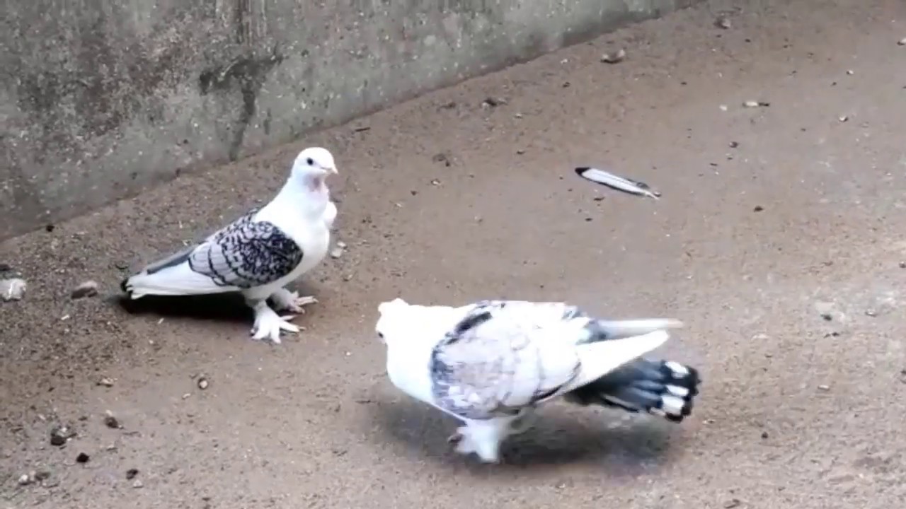 Show Quality Fancy Pigeon Available|Kerala India|Sentinent|Mookie ...