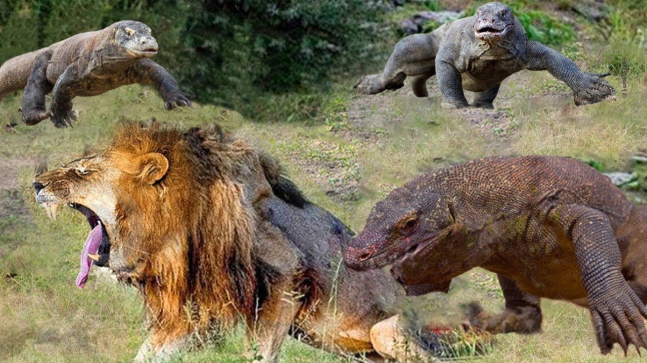 Lion and lizard animals fight #cartoon#video - YouTube