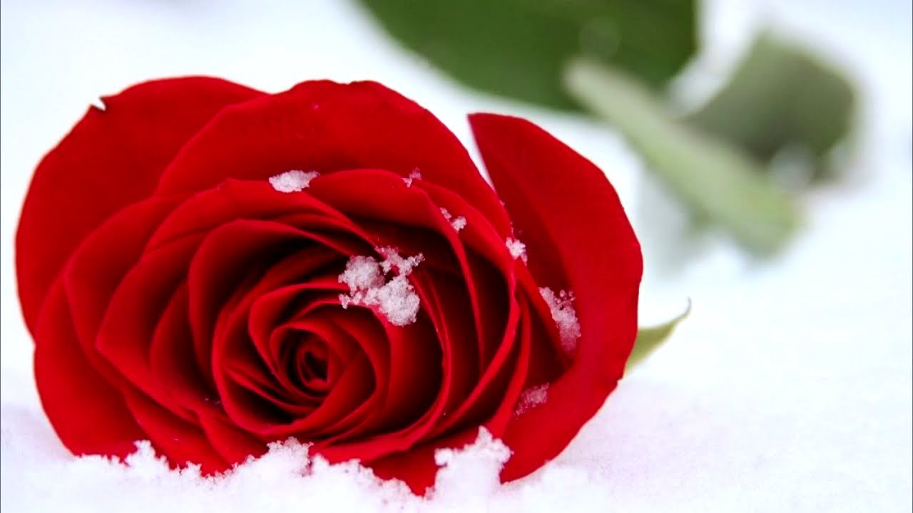 Lo, How a Rose E'er Blooming - YouTube