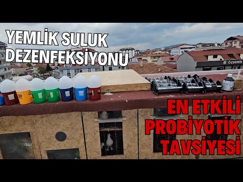 Güvercinlerde Probiyotik ve Virkon S Dezenfeksiyon Kullanımı Nasıl Olur - Yavru Uçumu, Agriton