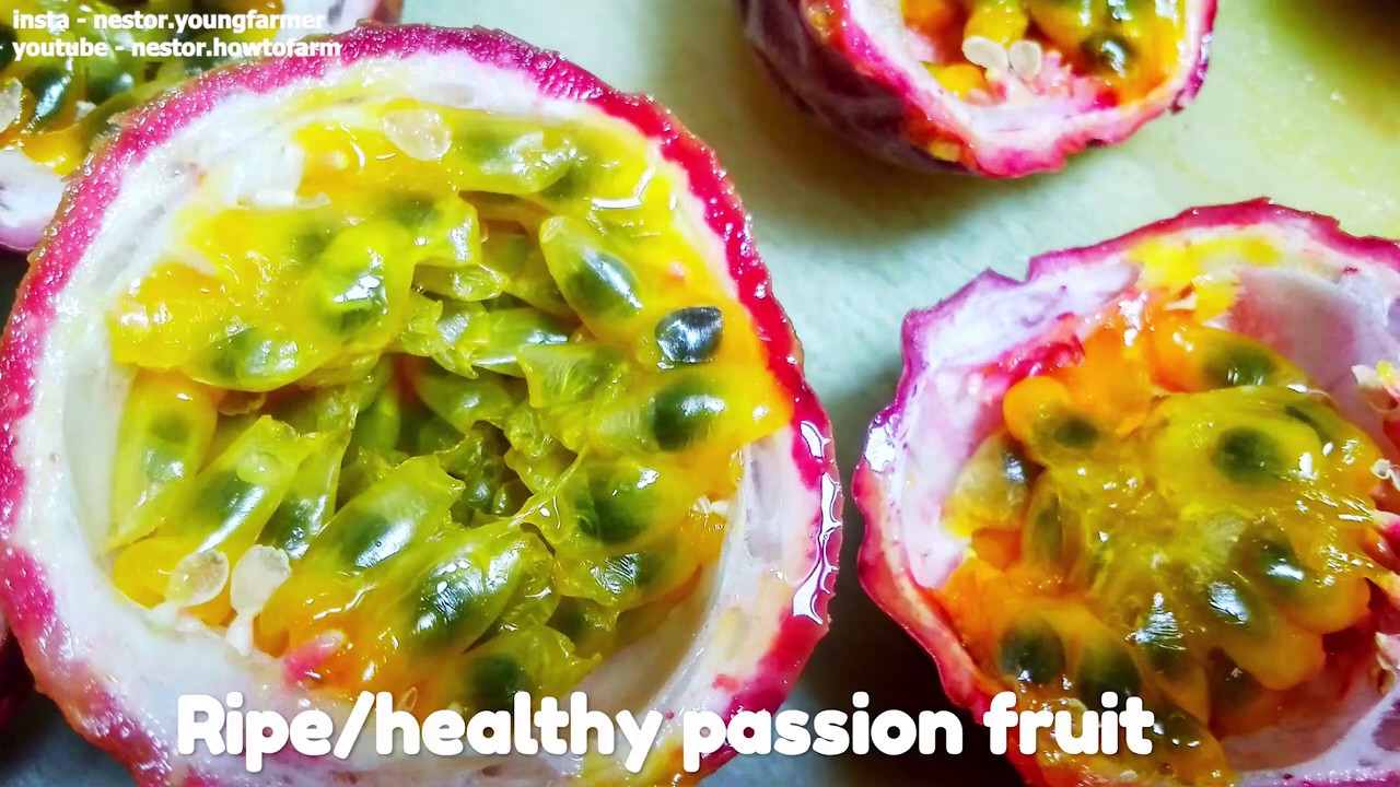 How to make passion fruit juice concentrate. - YouTube