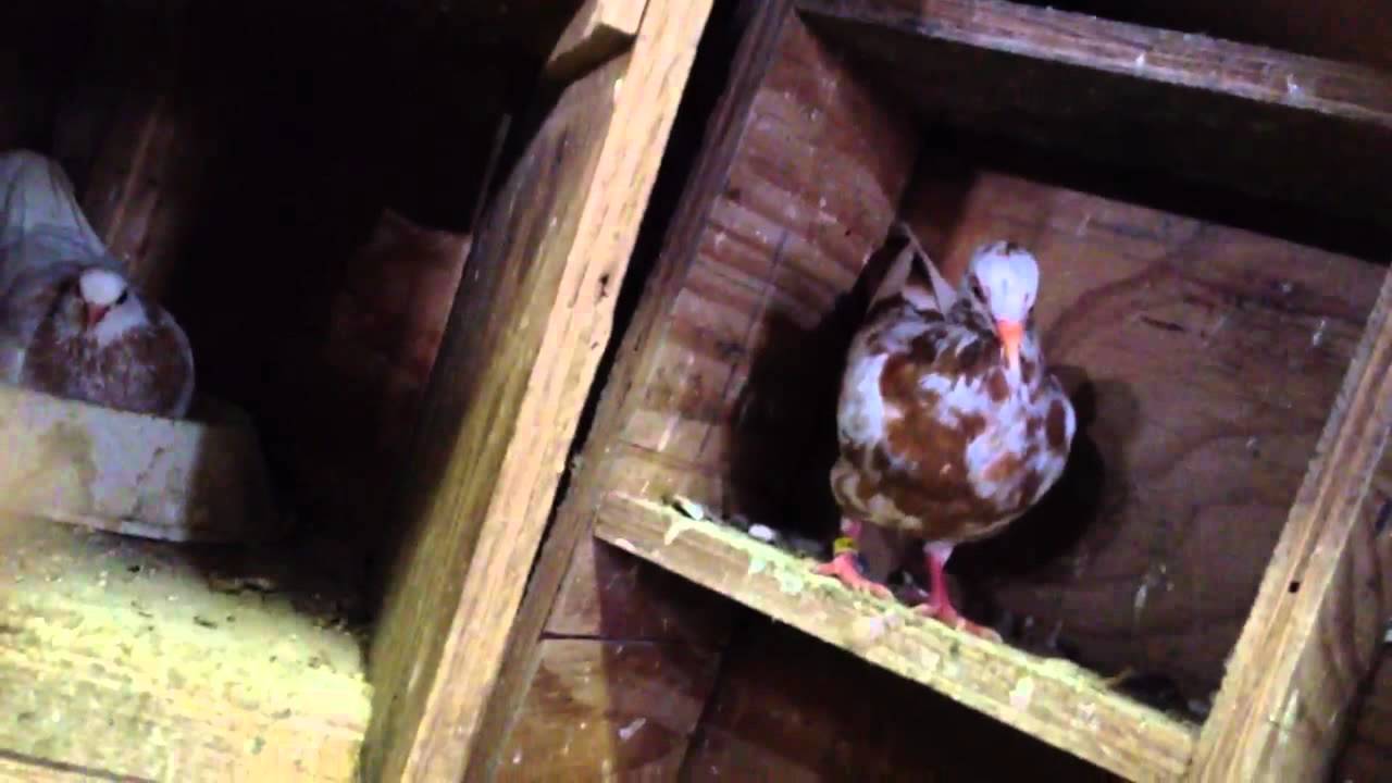 Brooklyn pigeons - YouTube