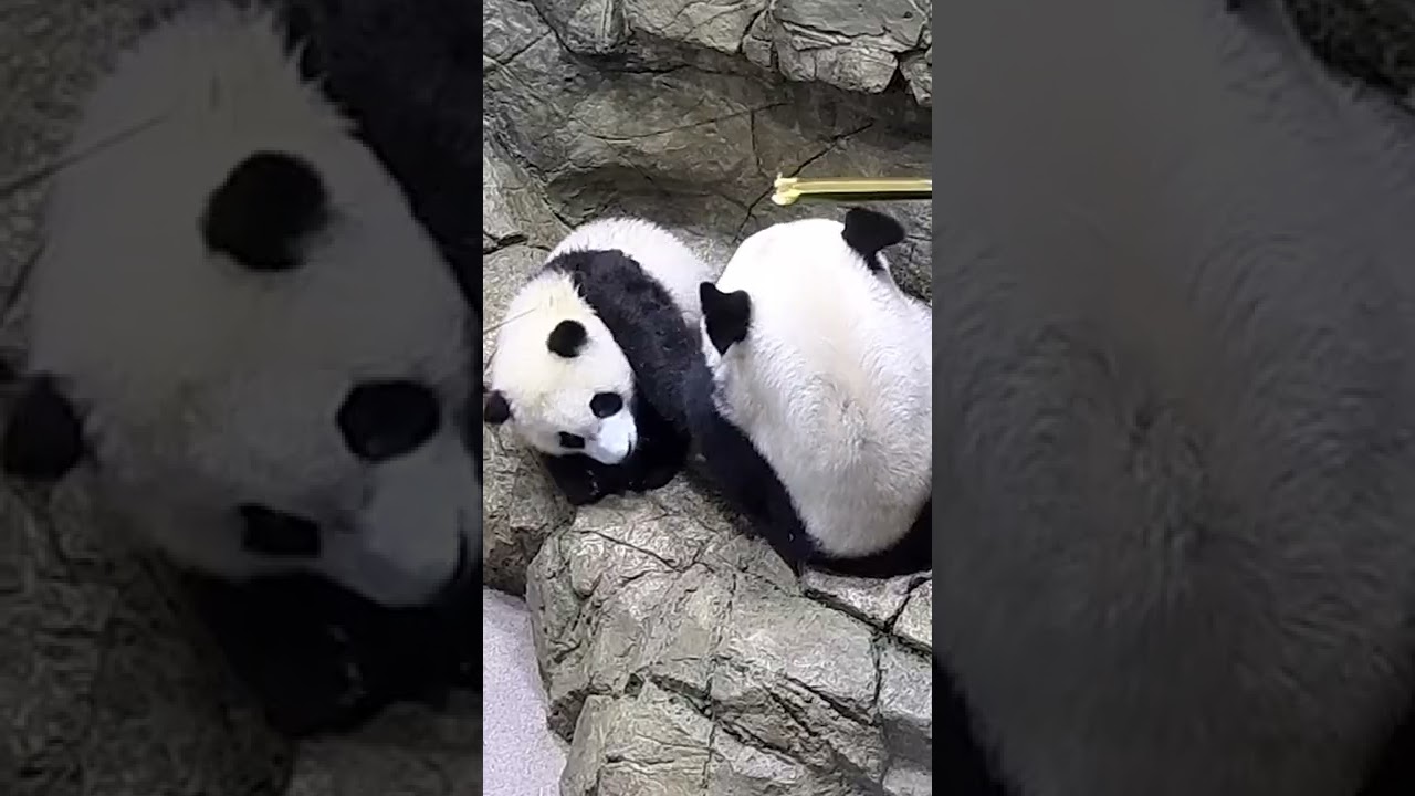Panda Cam Highlights! | Smithsonian Channel #Shorts - YouTube