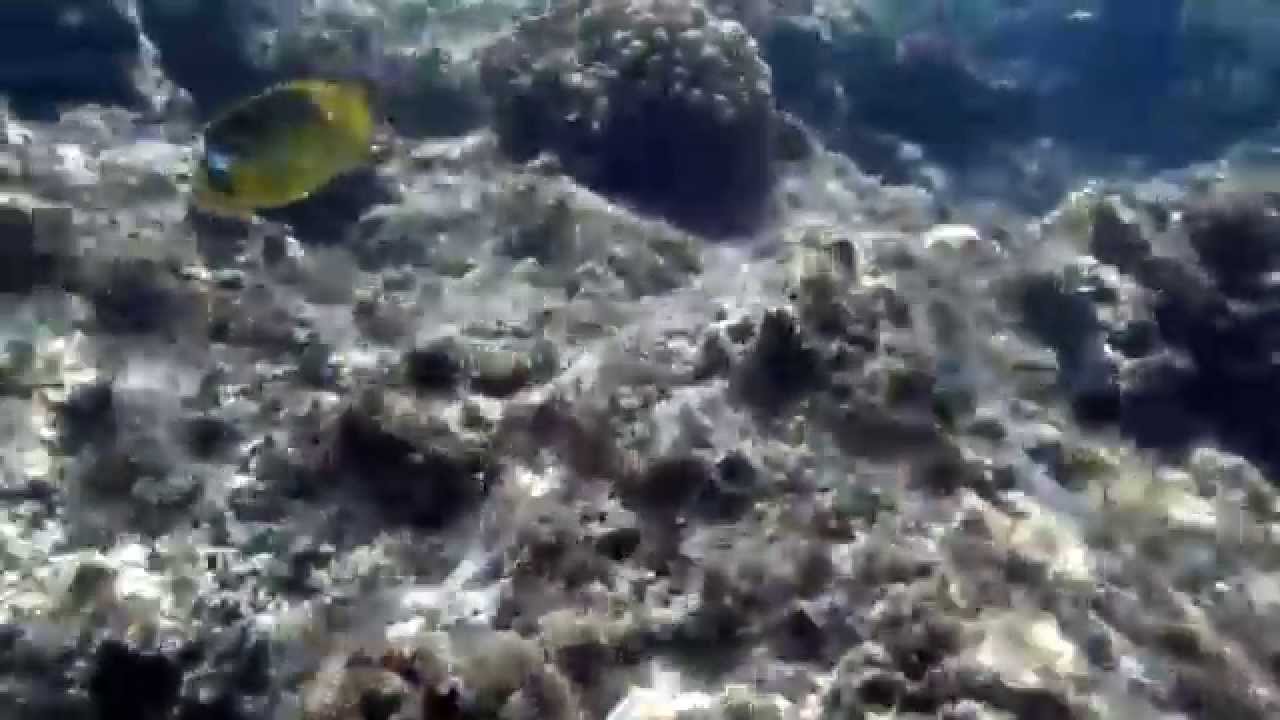 Onderwater filmpje-Tropische Vissen-Marsa_Alam-Rode Zee - YouTube