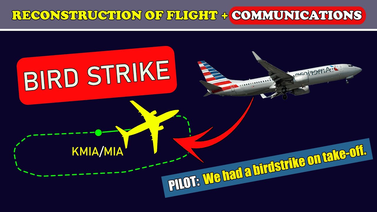 BIRD STRIKE on take-off | American Boeing 737-800 | Miami airport ATC ...