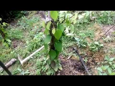 Panduan Lengkap Cara Merunduk Tanama Lada/Merica - AGAR CEPAT BERBUAH ...