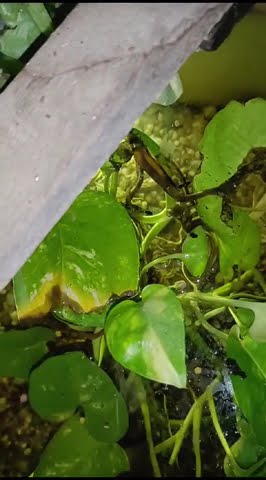 black muli fish ke bacche hue #aquarium #fish #kedar #love #kedar #like ...