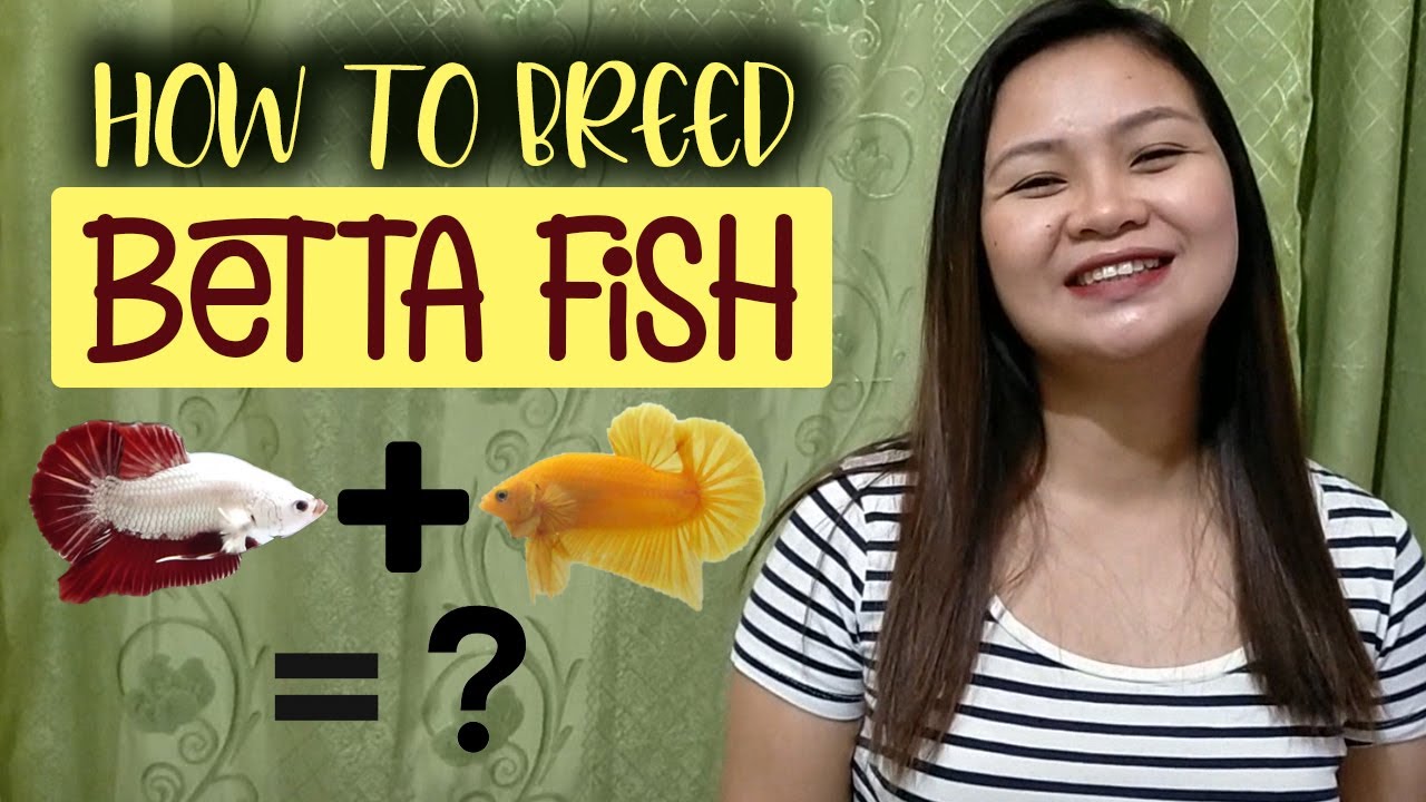 HOW TO BREED BETTA FISH SUCCESSFULLY / STEP BY STEP TAGALOG TUTORIAL - YouTube