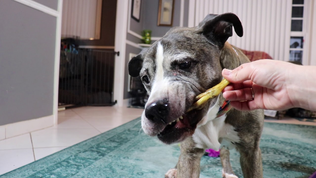 Old Dog gets Puppy Toys and LOVES IT | CUTE - YouTube