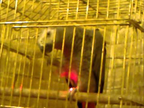 Jakonun Lazerle İmtihanı