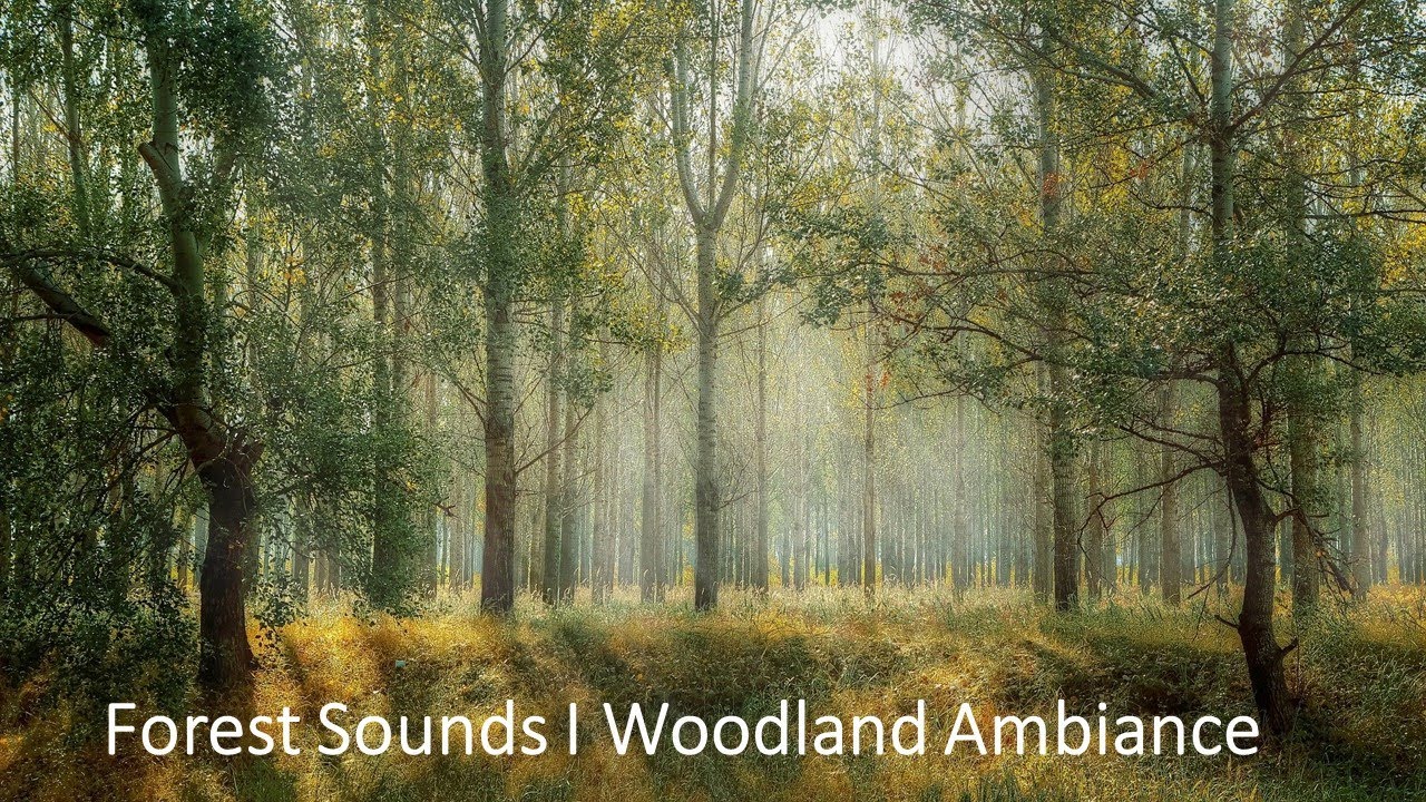 Forest Sounds - Woodlands Ambiance (Sound Only) - YouTube