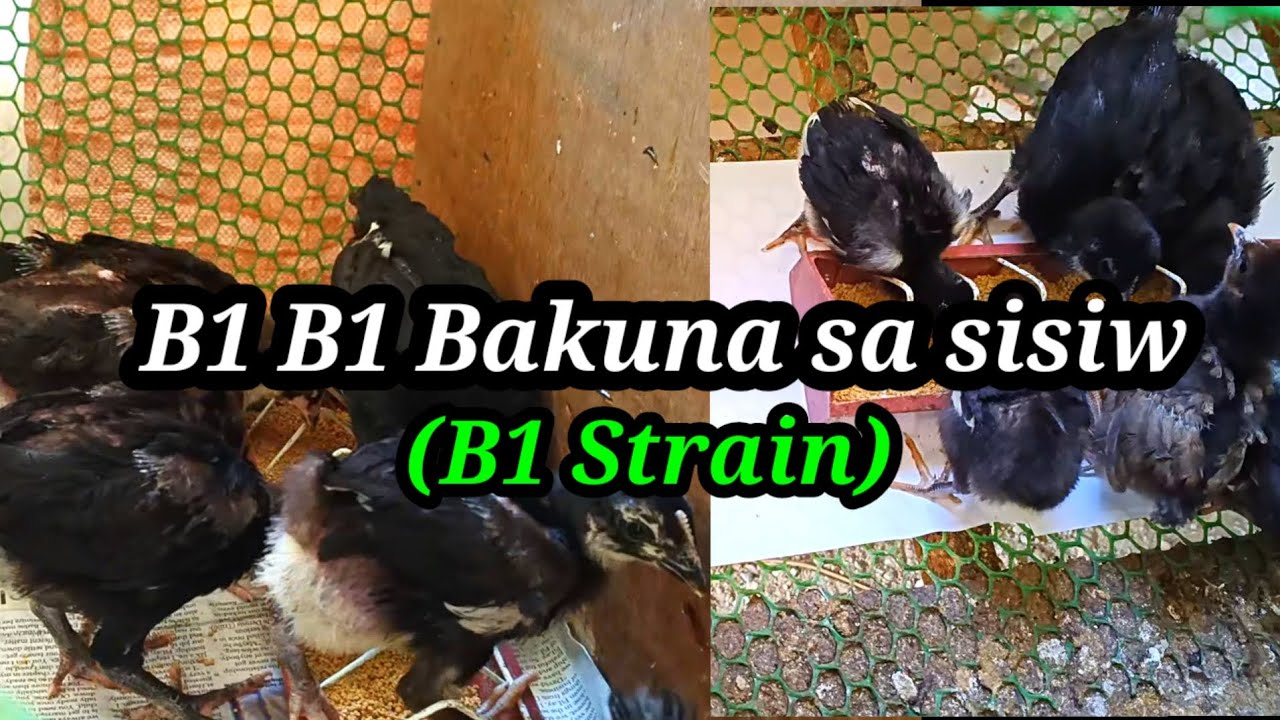 Paano magbakuna sa sisiw🐤 - YouTube