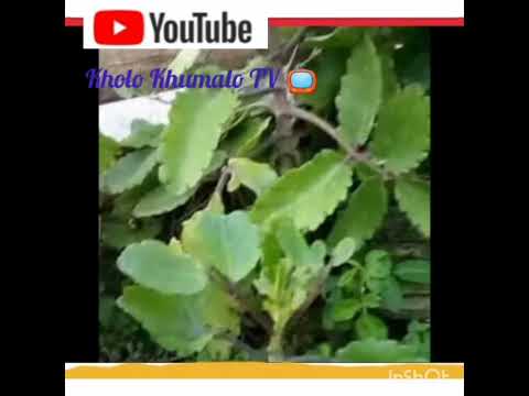 UMvuthuza . By Kholo Khumalo TV 📺 - YouTube