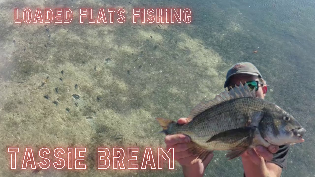 Ansons Bay Tasmania Flats Bream on Hardbody Lures - YouTube