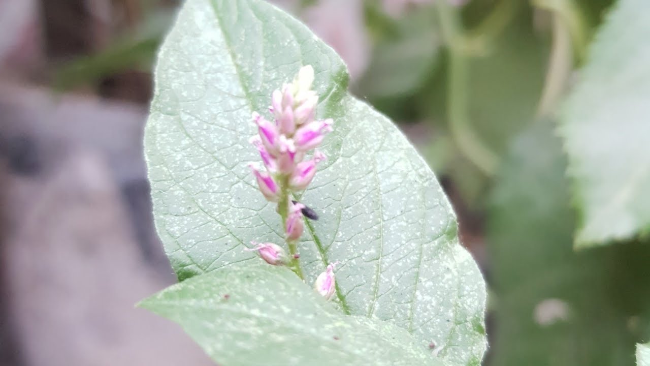 DIGERA MURICATA FALSE AMARANTH / LEHSUA- A CURE FOR ARTHRITIS ...