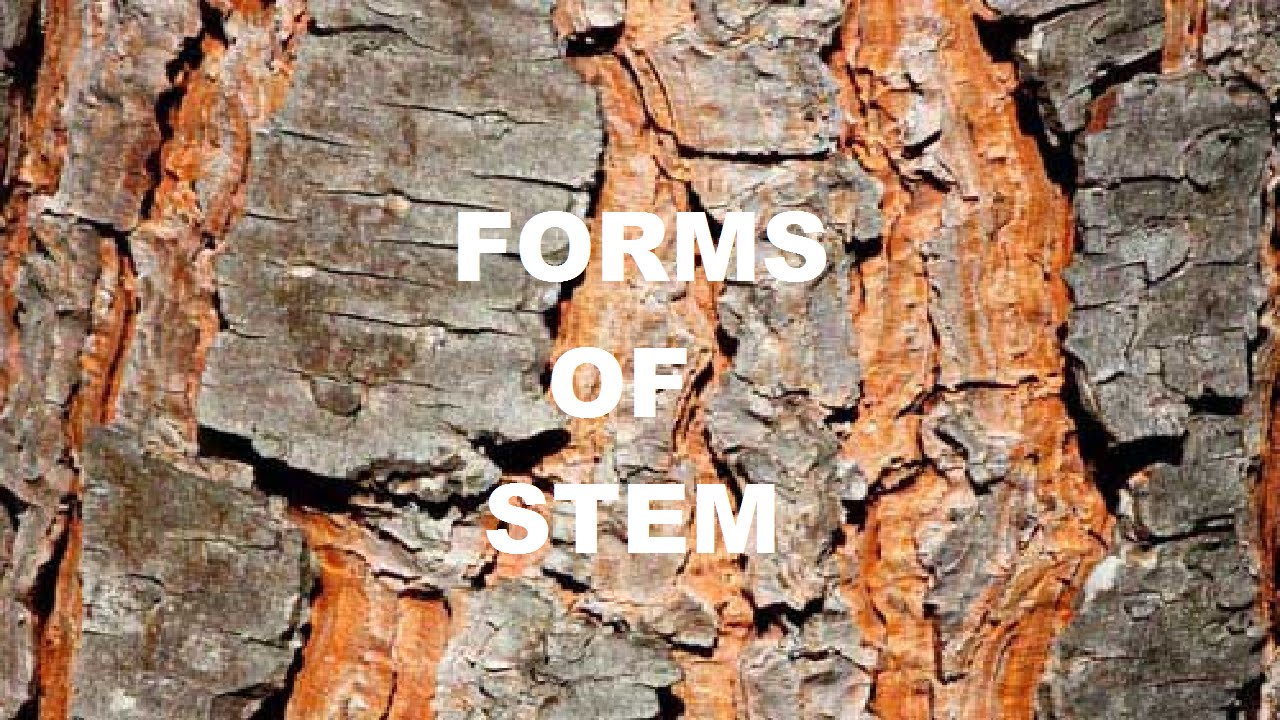 Forms of Stem - YouTube
