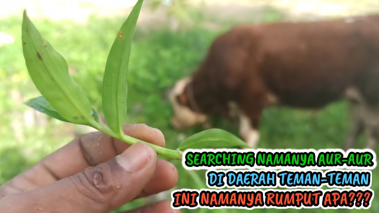 JENIS RUMPUT PAKAN SAPI - YouTube