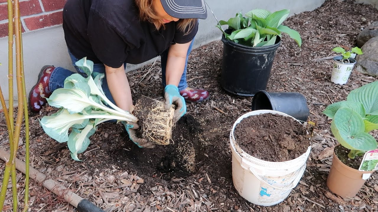 Planting up a New Hosta Bed (Zone 5b) - YouTube