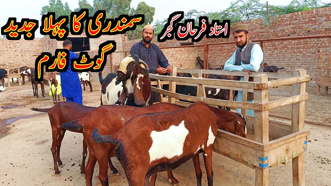 Visit Of Goat Life Line Farm - Ustad Farhan Gujjar - YouTube