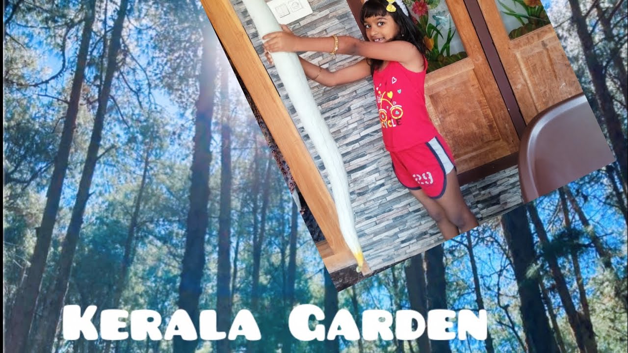 Kerala Garden|Green surroundings|Padavalanga#kapakka#muringa payaru# ...