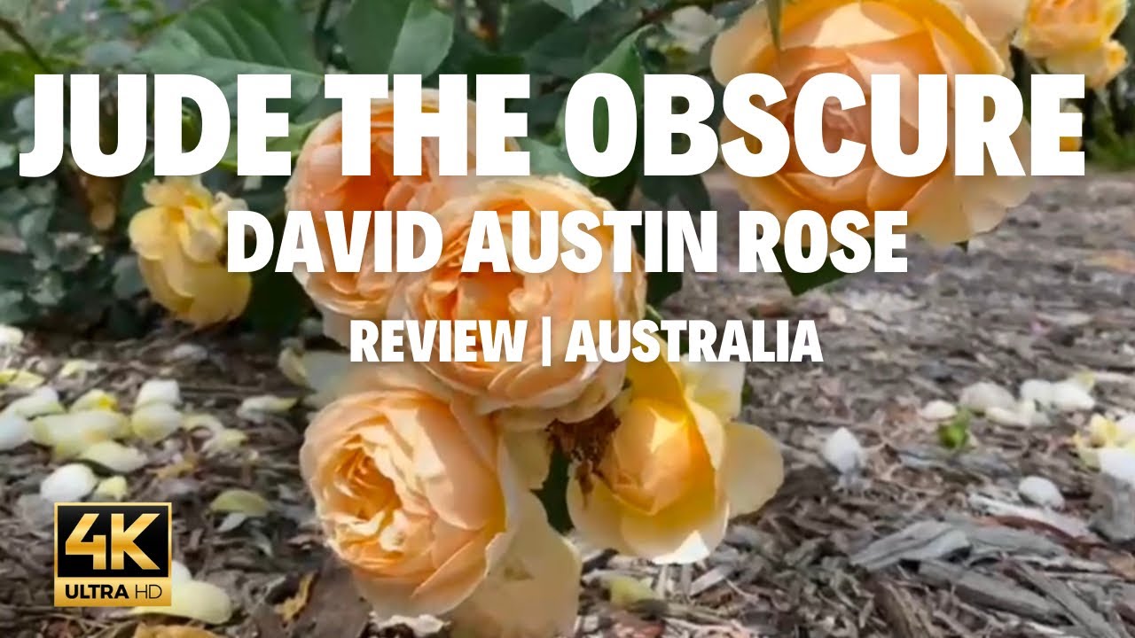 Jude the Obscure #review #australia #davidaustinroses #garden #roses # ...