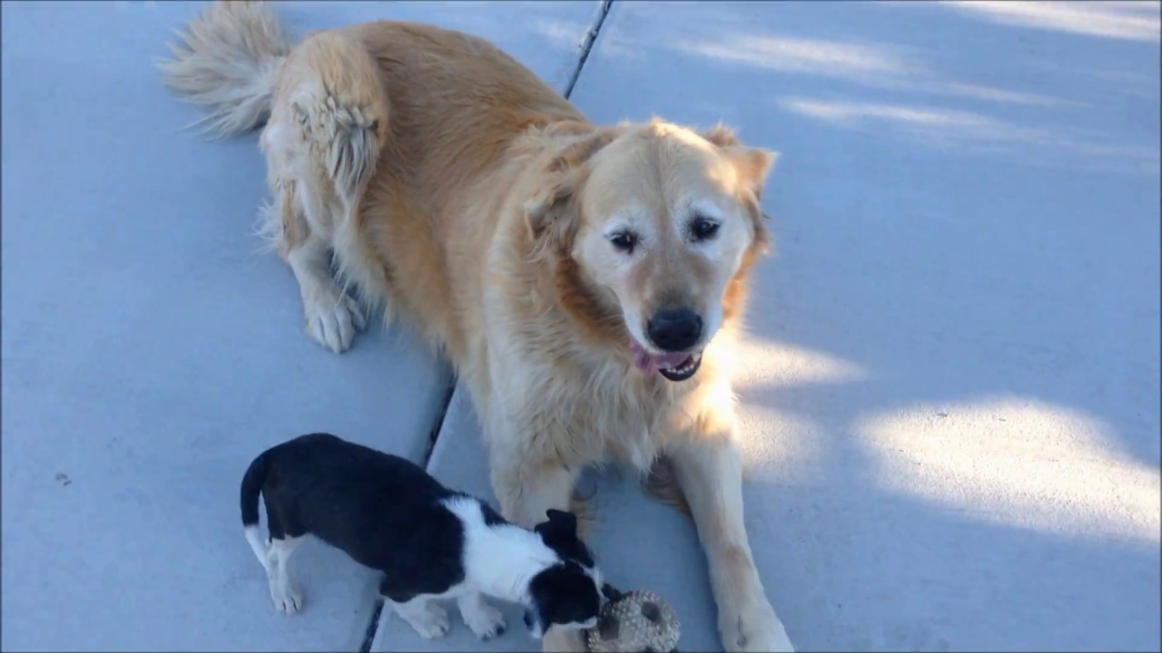 Blue The Bojack Puppy Playing with Our Golden Retriever And Stealing ...