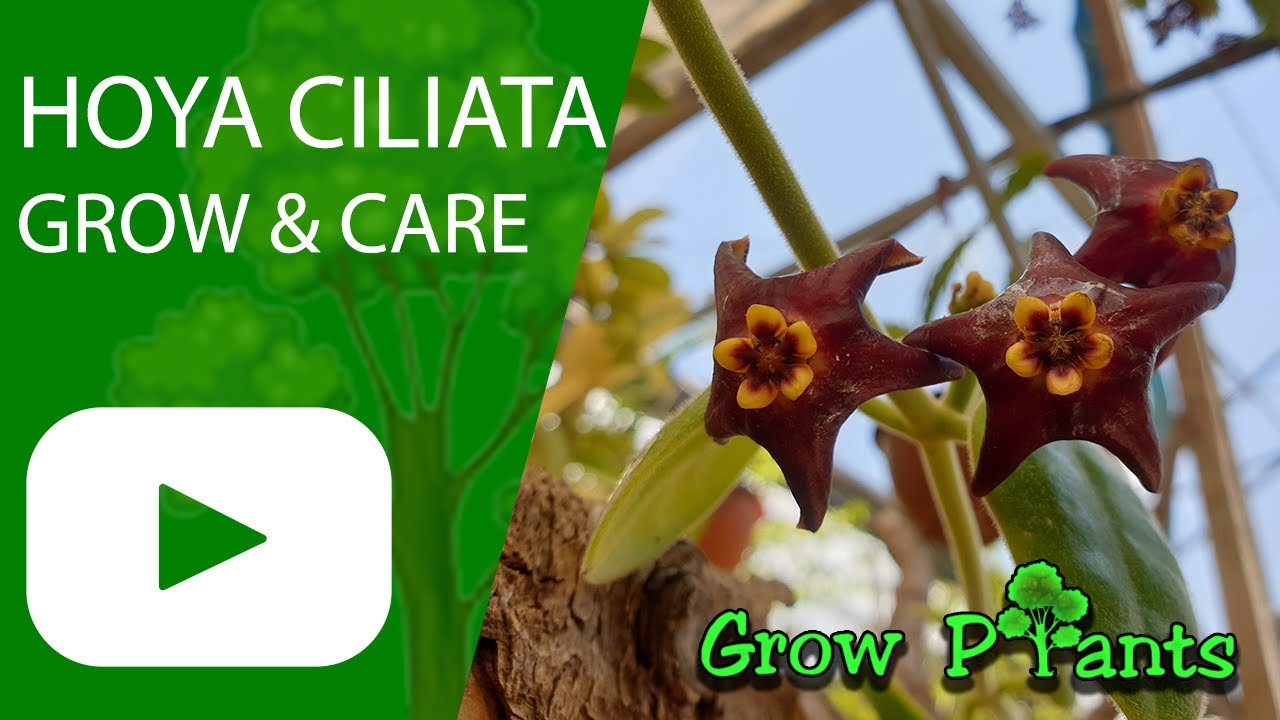 Hoya ciliata - grow & care (Black hoya plant) - YouTube