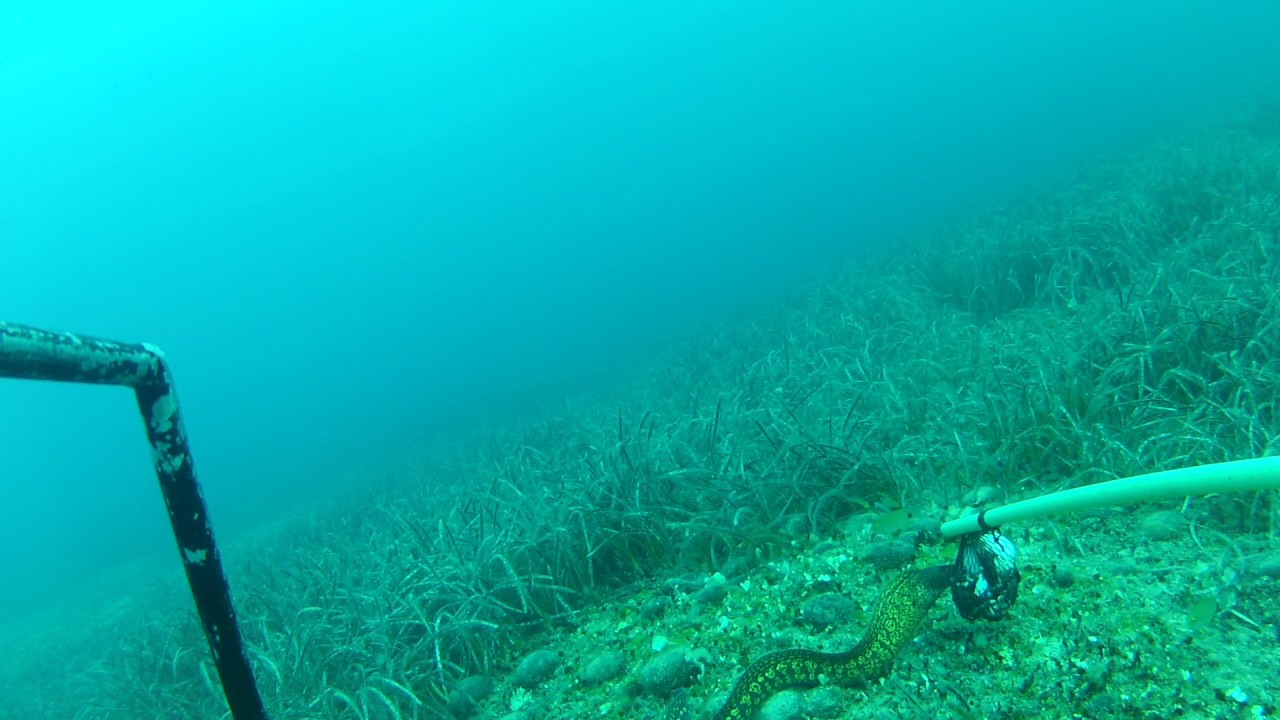 Mediterranean moray eel Murena helena at sardine bait station, Kornati ...