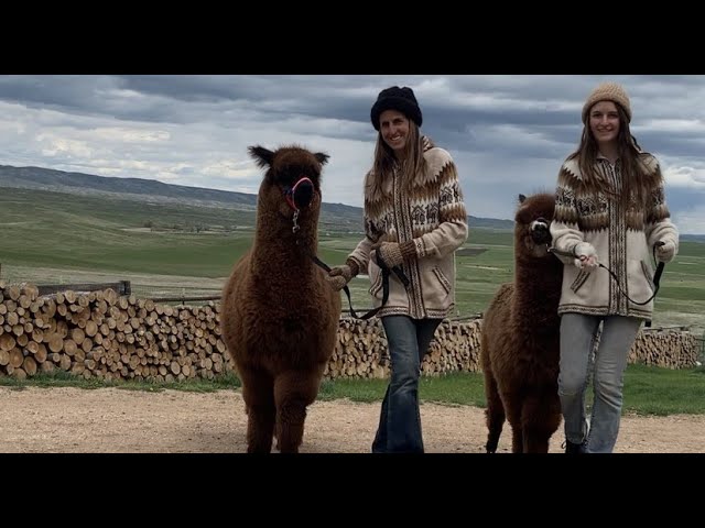 Shearing With Hand Shears Llamas
