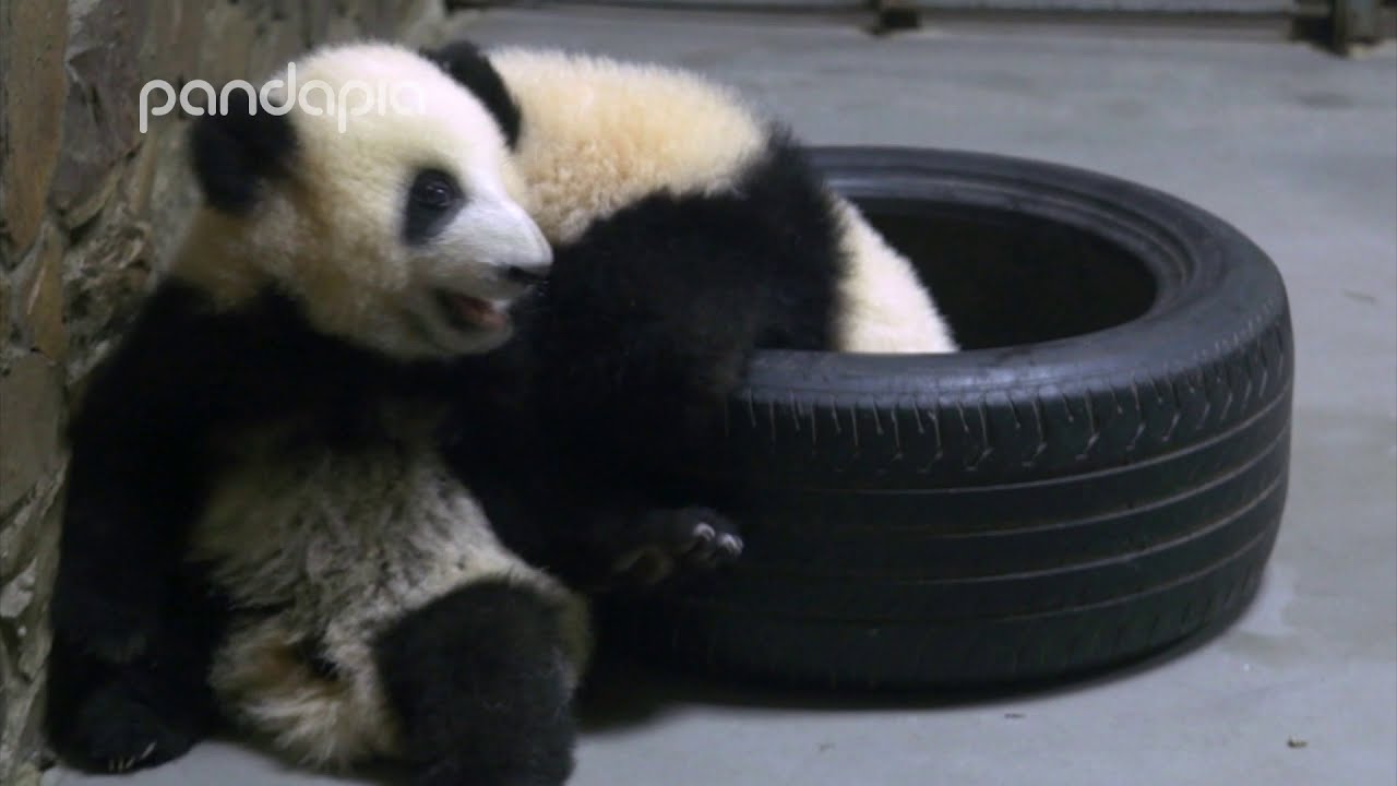 Messy panda cub video - YouTube