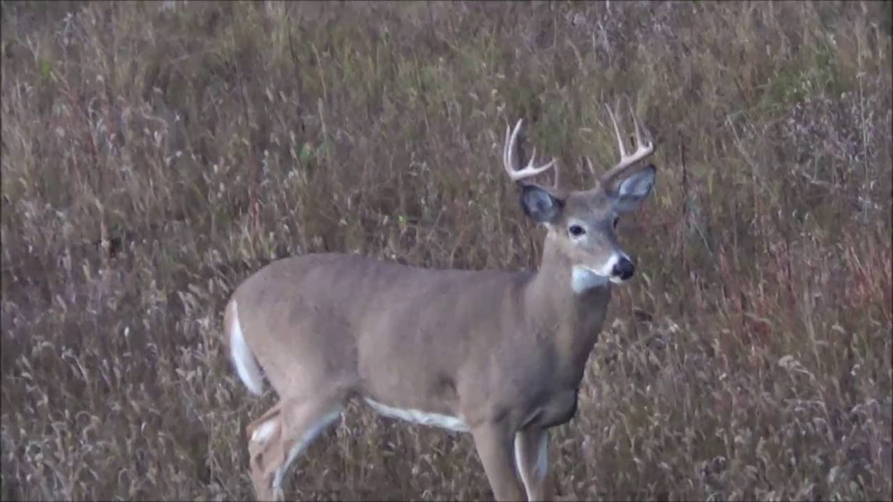 2015 Nebraska Whitetail Deer Bowhunt - YouTube