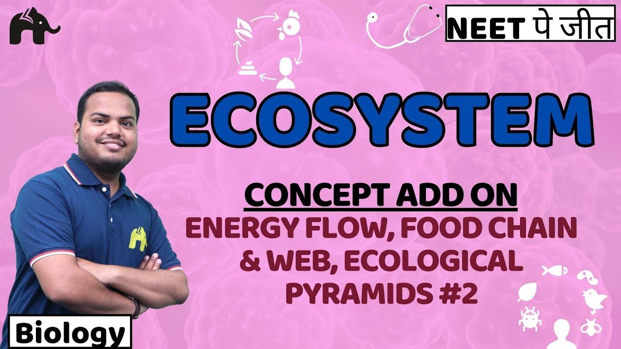 Ecosystem Class 12 Biology NEET | NCERT Chapter 12 | Food chain & Web ...
