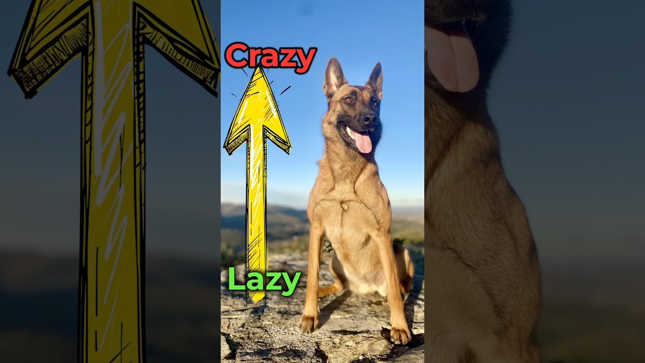 Lazy Speed Chaos Reboot 🐶 This Malinois has no chill ! - YouTube
