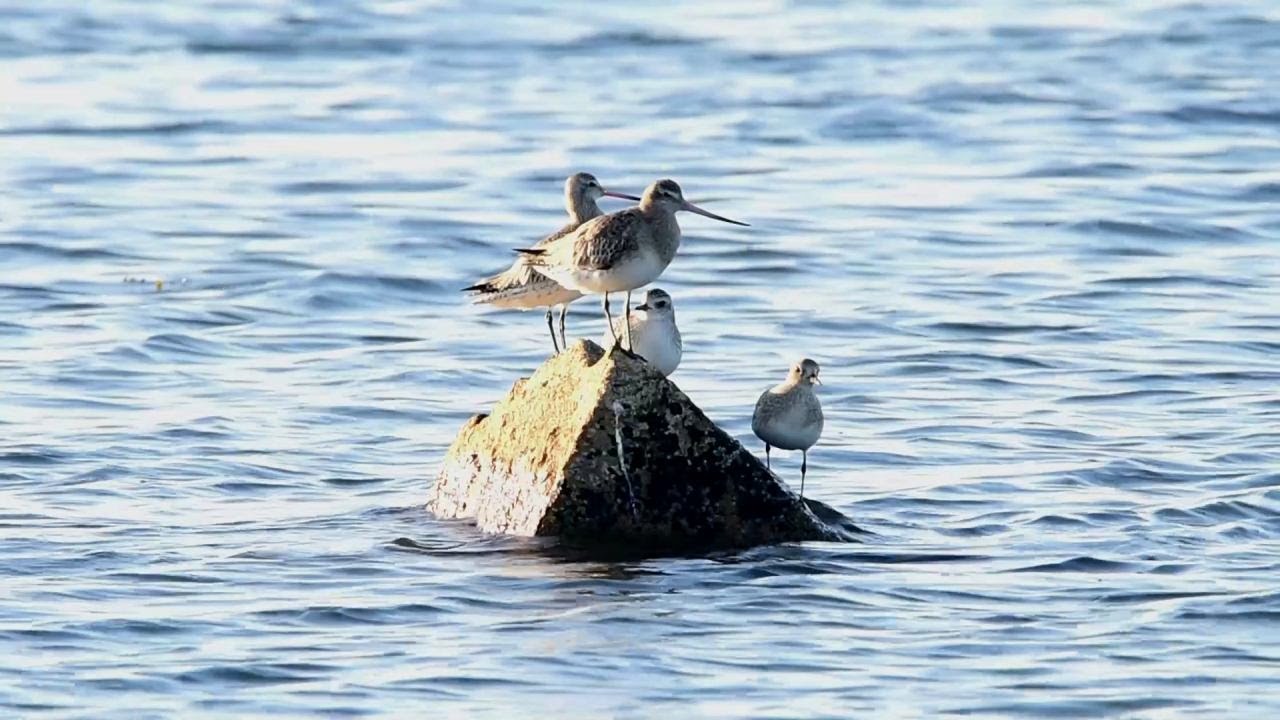 7152 2 film movie - YouTube