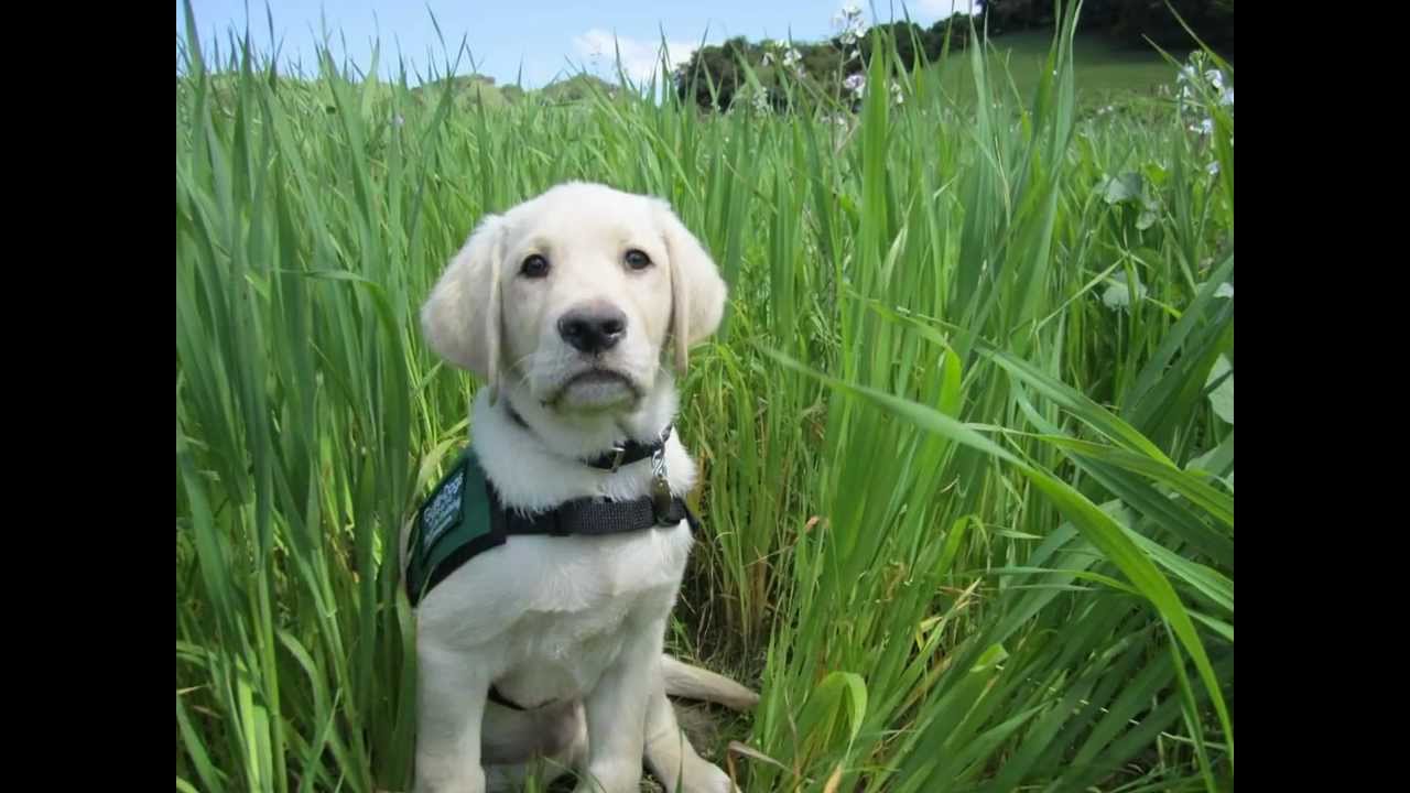 Guide Dogs for The Blind - Raising Skyler - YouTube