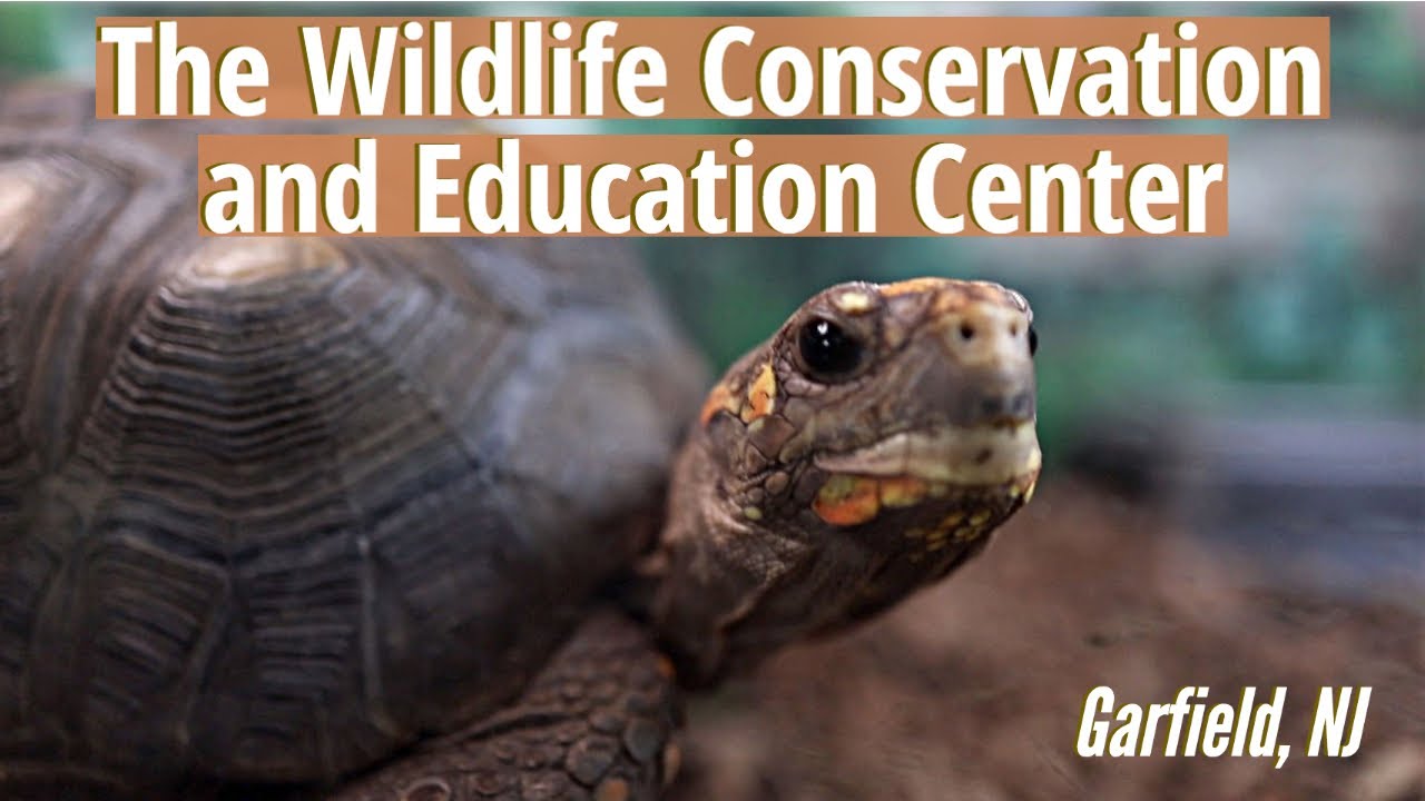 The WildLife Conservation & Education Center - YouTube