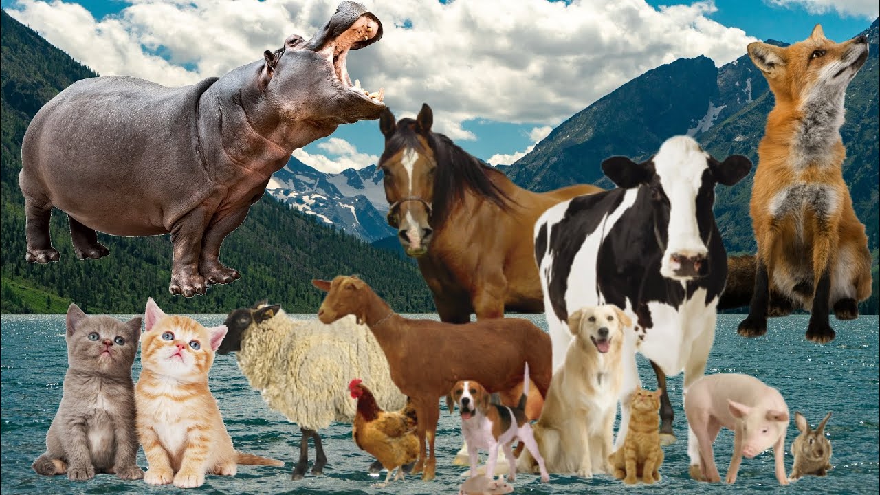 SOUNDS AND VIDEOS WITH DIFFERENT ANIMALS. CALMING MUSIC - YouTube