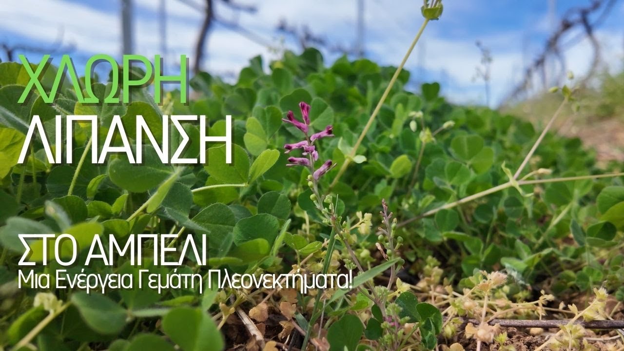 Χλωρή Λίπανση Στο Αμπέλι | Ποια Είναι Τα ΠΛΕΟΝΕΚΤΗΜΑΤΑ Των Ψυχανθών ...