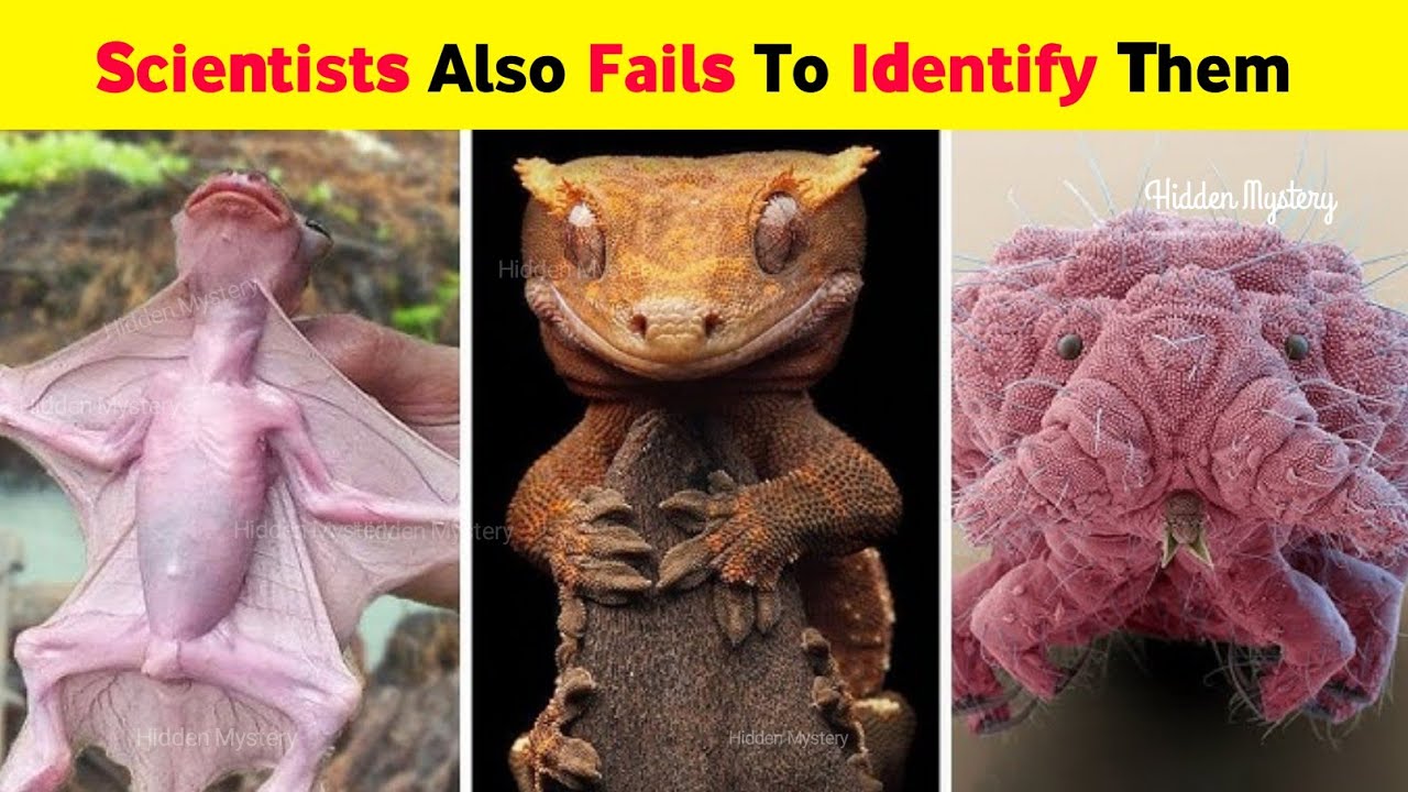 These creatures have come from another world | Alien Like Creatures ...