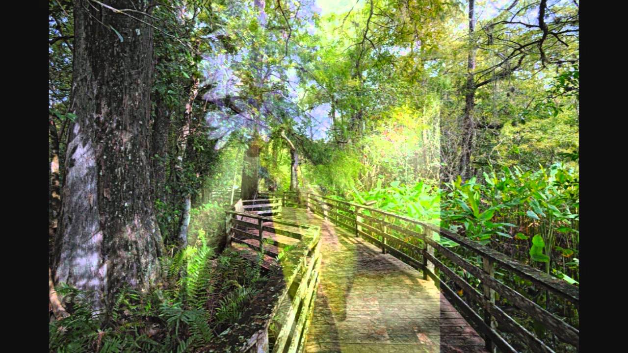 Corkscrew Swamp Sanctuary 2012.wmv - YouTube