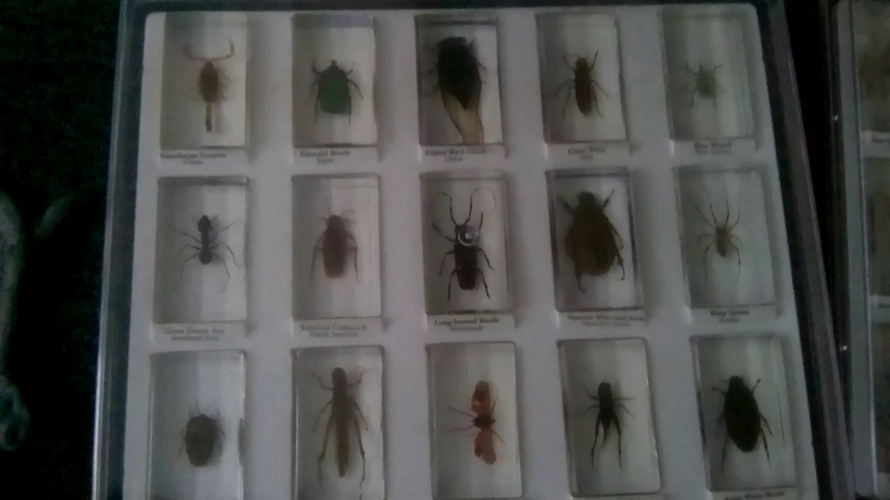 Real life bugs and insects - YouTube