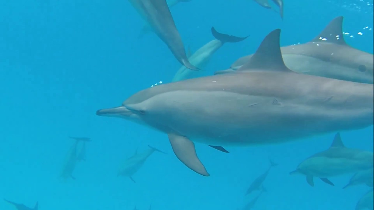'Nager avec les dauphins sauvages' - en mer rouge - séjour Dolphinesse ...