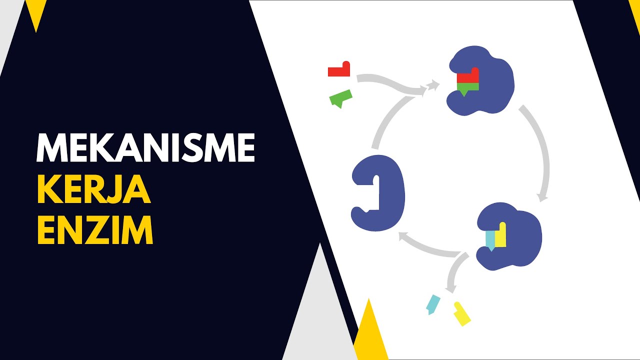 MEKANISME KERJA ENZIM - YouTube