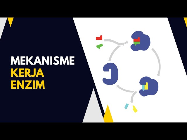 Rahasia Cara Kerja Enzim: Panduan Lengkap
