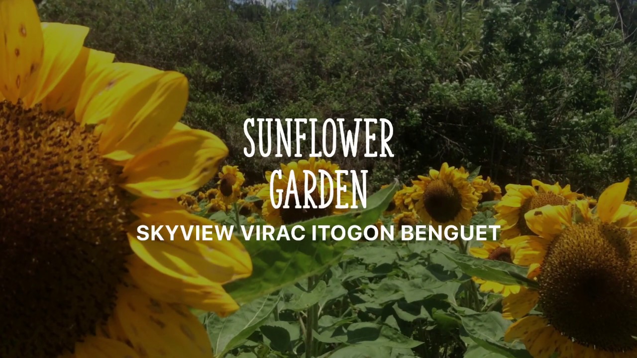 Tambay Spots #1 | SUNFLOWER FARM | Itogon Benguet - YouTube
